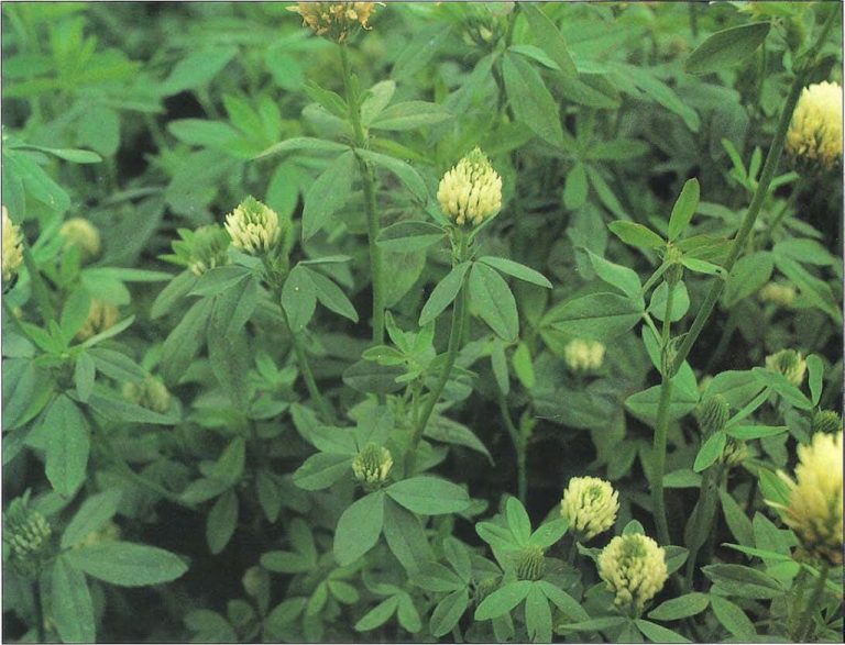 Berseem Clover – Crops and Soils