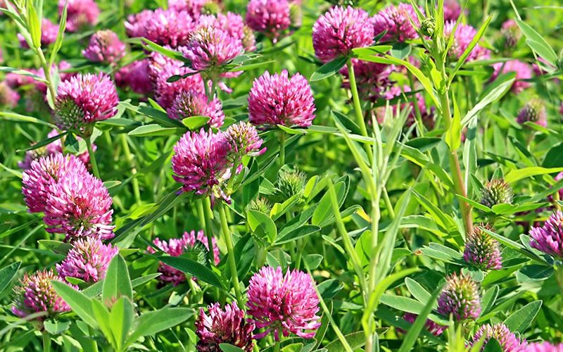 Triticale – Crops and Soils