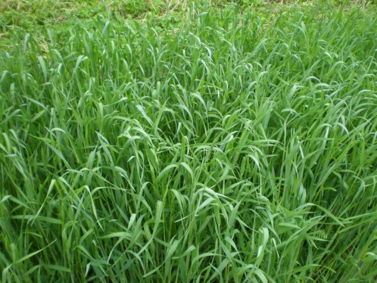 Rye – Crops and Soils