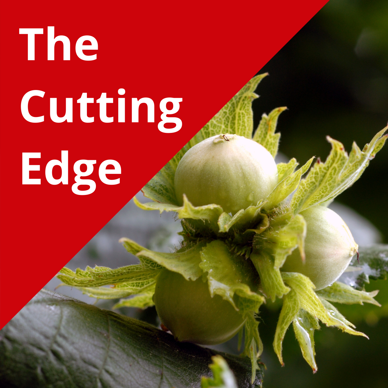 The Cutting Edge: Field Notes: Hazelnuts – July 27, 2020 – Crops and Soils