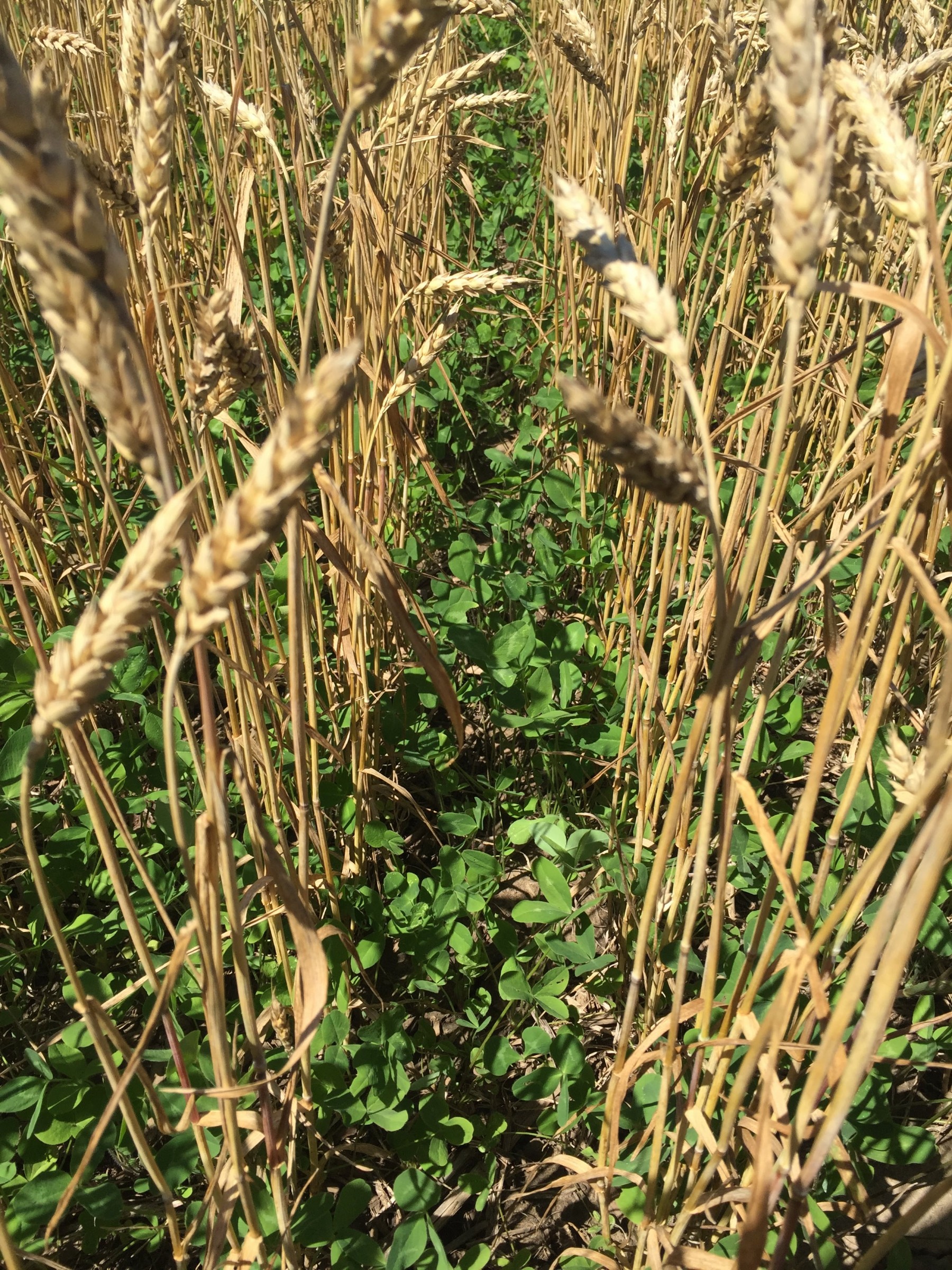 Adding Wheat to a Corn-Soybean Rotation to Enhance Pest Management ...