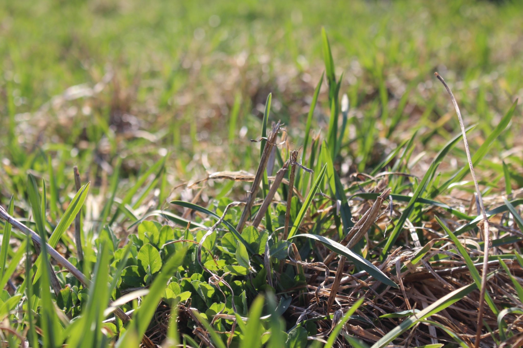 Easy Transition to Spring Pastures – Crops and Soils