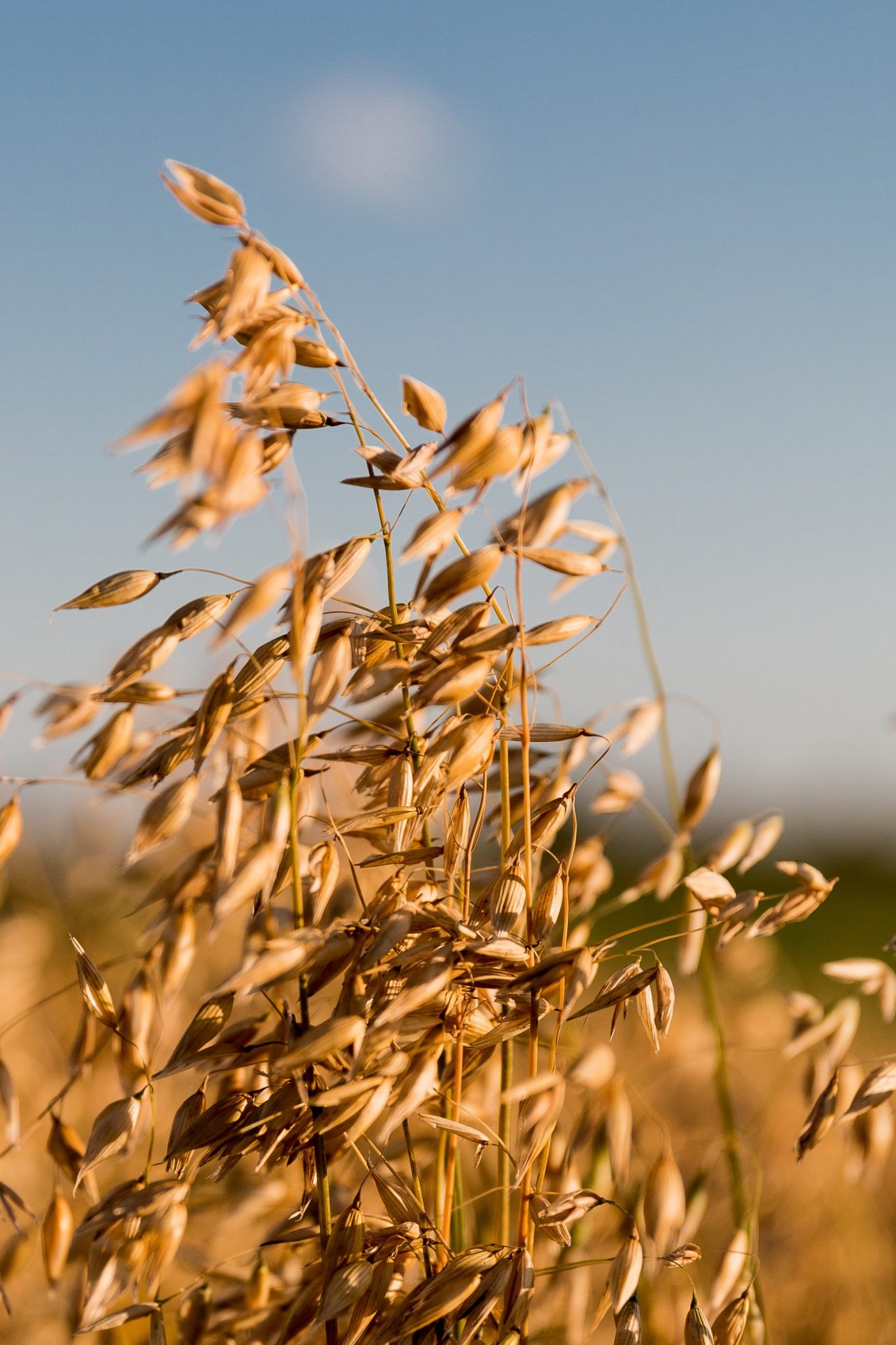 Organic Transition Resource Toolkit – Grains – Crops and Soils