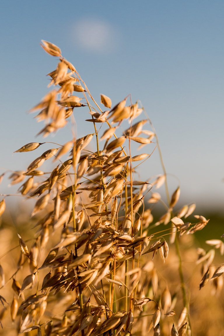 Organic Transition Resource Toolkit – Grains – Crops and Soils
