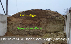 Sweet Corn Waste: Forage Quality and Fermentation Characteristics ...