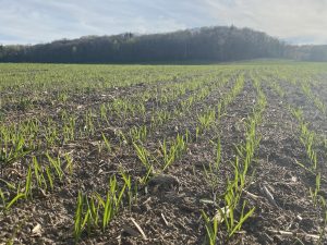 Alternative Forage Crops – Crops and Soils