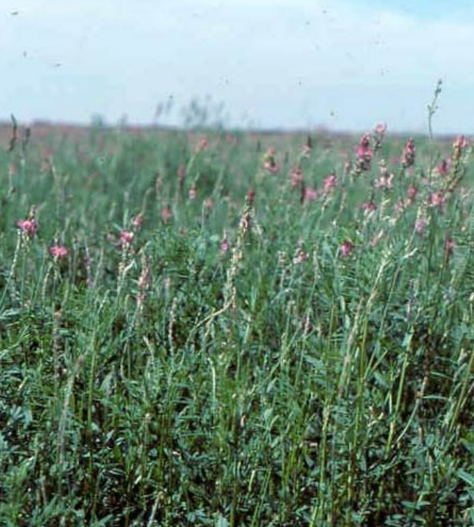 Sainfoin Not Recommended for Wisconsin – Crops and Soils