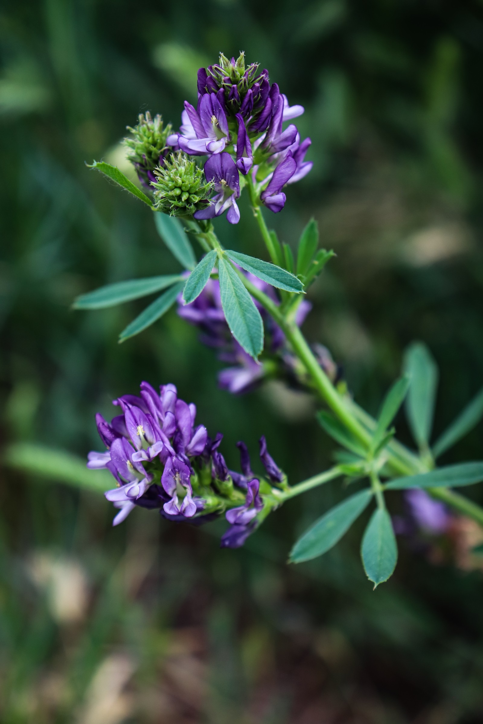Yield and management of Roundup-Ready alfalfa – Crops and Soils