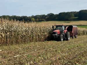 Update on corn shredlage for dairy cows – Crops and Soils