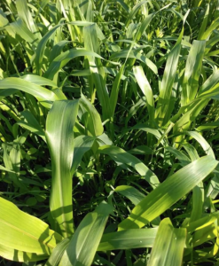 Focus on alternative forages – Crops and Soils