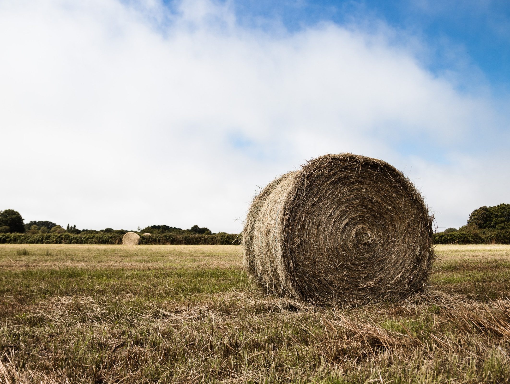 Update on corn shredlage for dairy cows – Crops and Soils