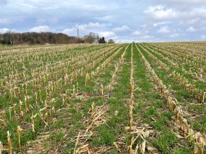 Corn silage – Crops and Soils