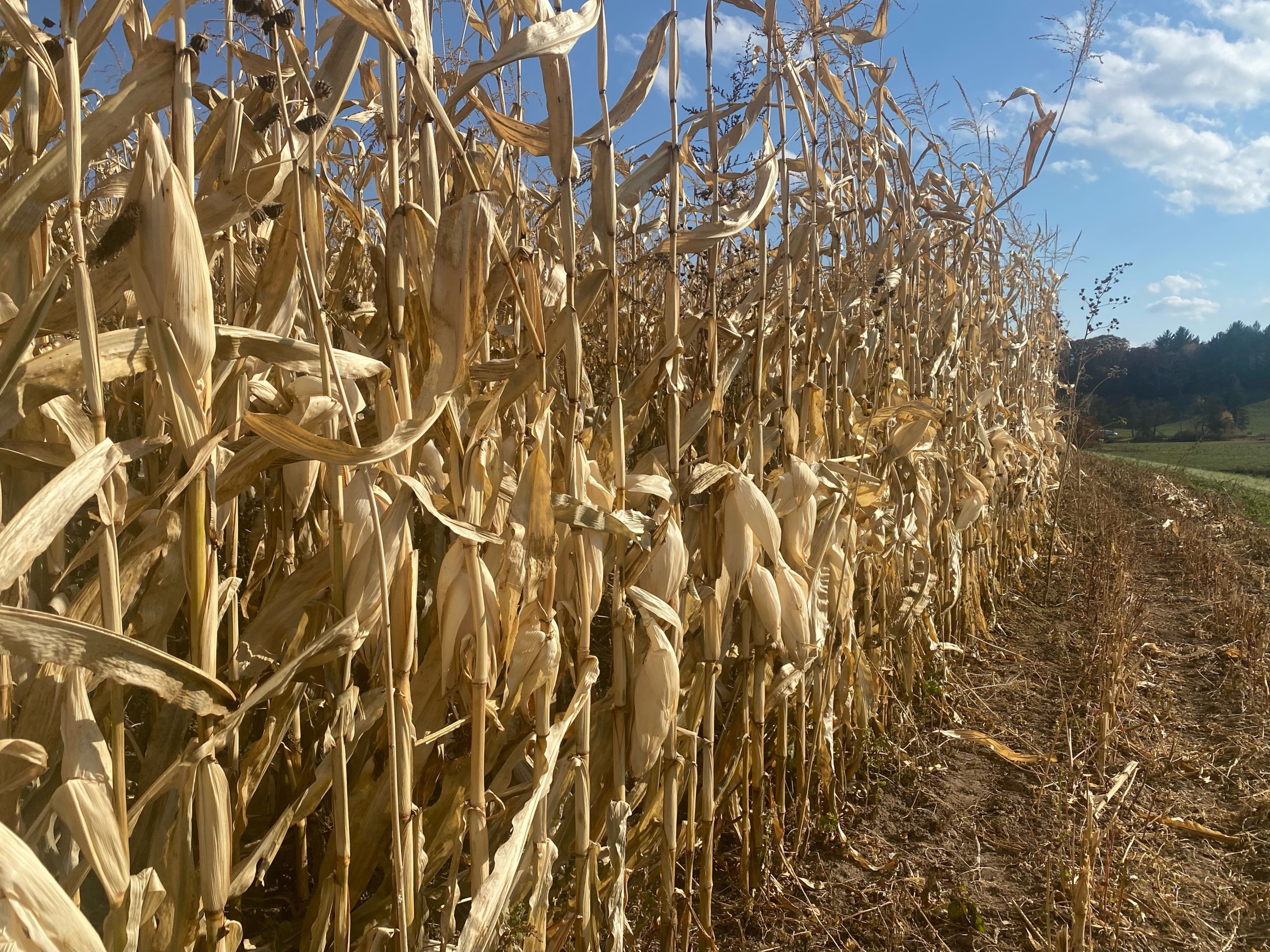 Focus on corn silage – Crops and Soils