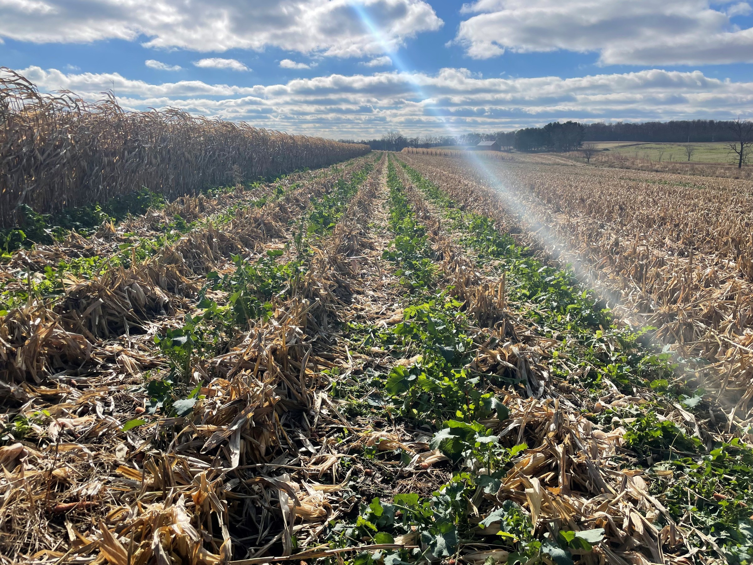 Cover crop considerations and management after corn silage – Crops and ...