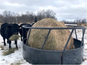 Bale grazing: A winter feeding strategy – Crops and Soils