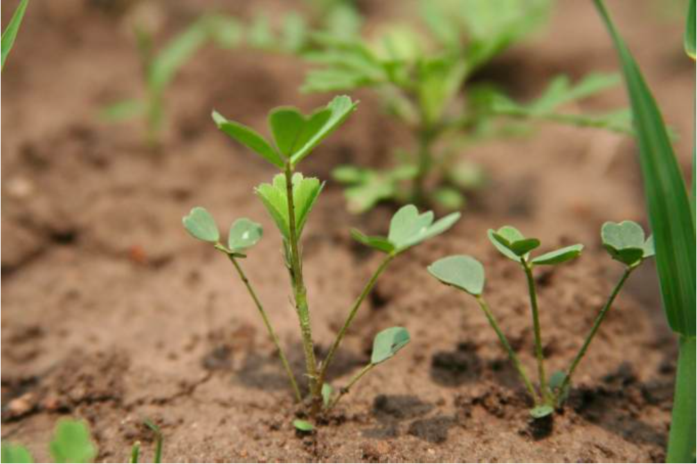 Seeding alfalfa fields back into alfalfa – Crops and Soils