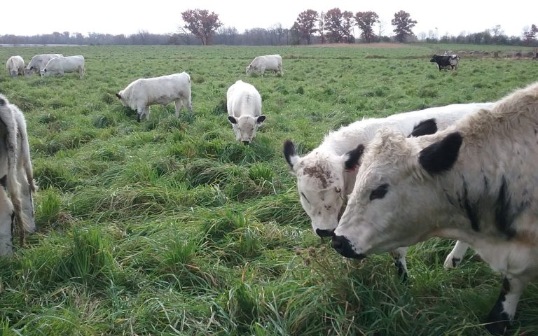 Stockpile grazing: A strategy for extending the grazing season – Crops ...