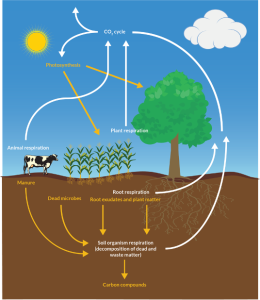 How much do soil health practices increase soil carbon? – Crops and Soils