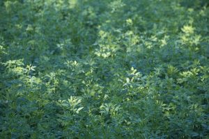 Alfalfa yield and stand – Crops and Soils
