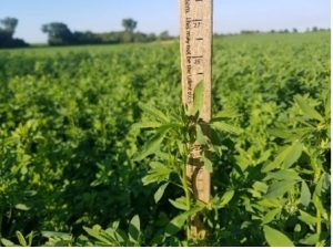 Determining the value of standing alfalfa in 2023 – Crops and Soils