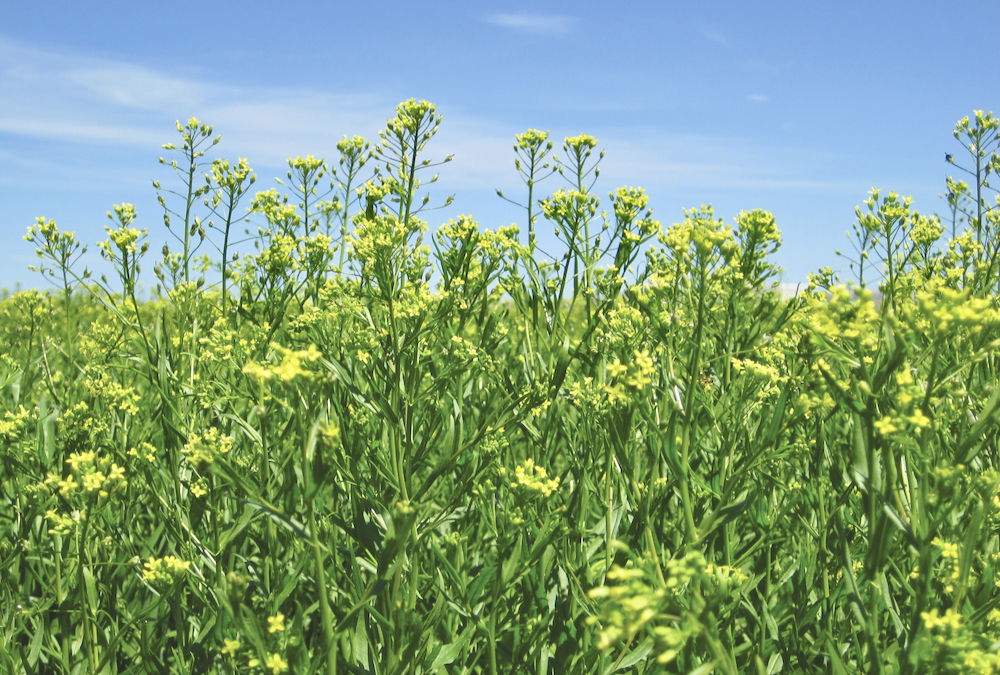 Camelina and Nitrogen Monitoring – Crops and Soils