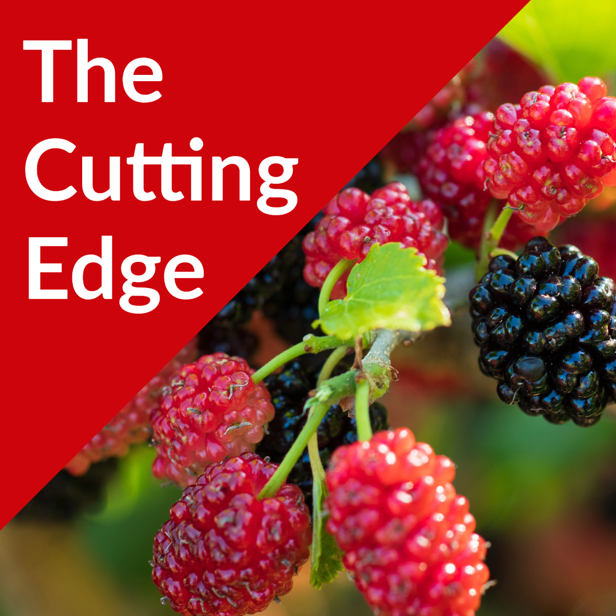 The Cutting Edge Podcast Episode #43: Mulberries Part I, Current ...