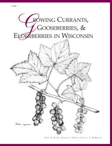 Currants – Crops and Soils