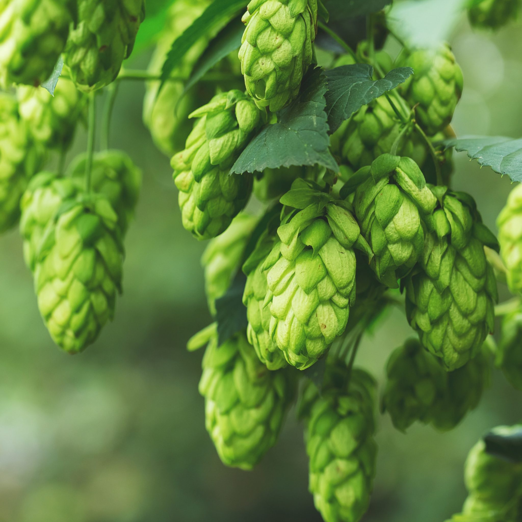 Emerging Crops Home Page – Crops and Soils