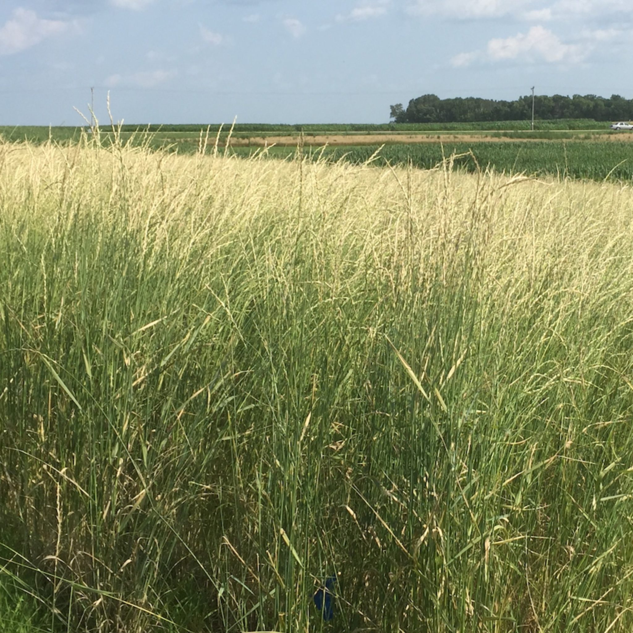 Emerging Crops Home Page – Crops and Soils