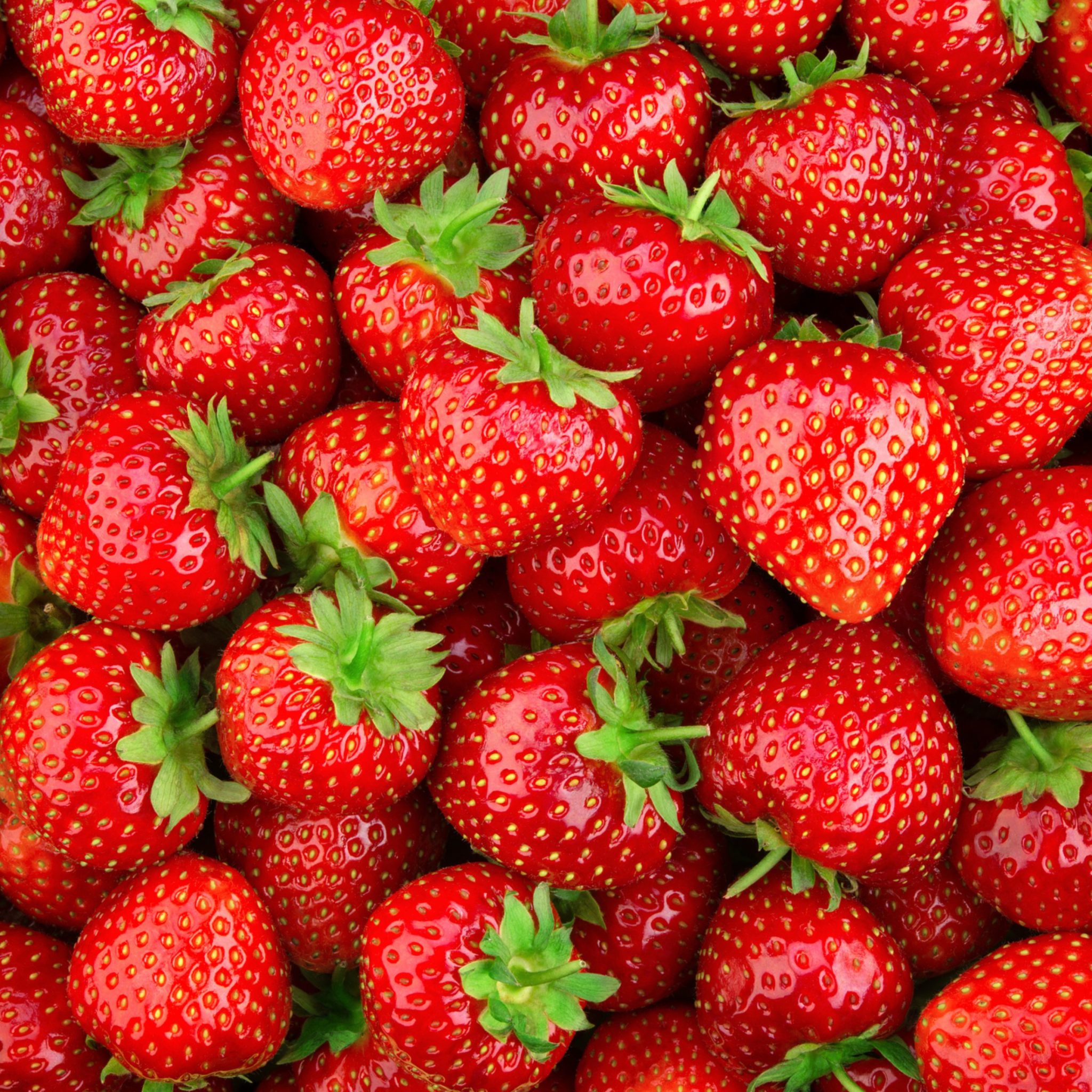 New Berry Crops – Crops and Soils
