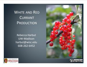 Currants – Crops and Soils