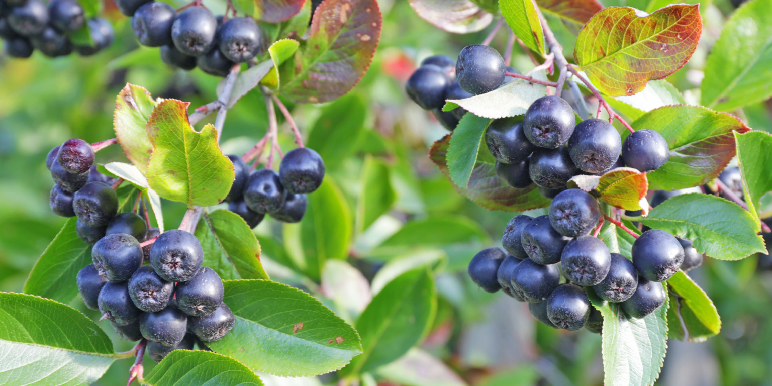 Aronia Berries – Crops and Soils