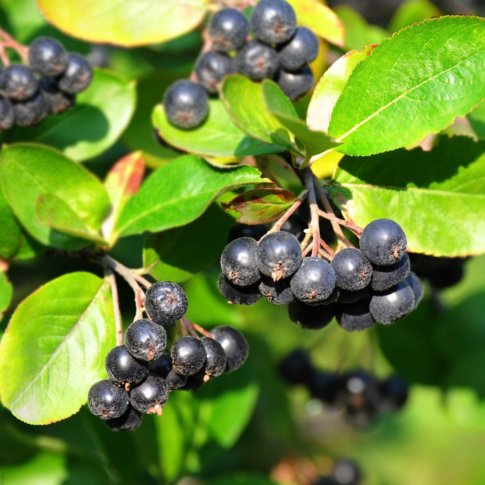 New Berry Crops – Crops and Soils