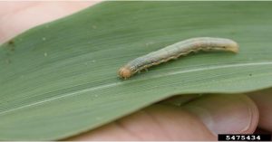 True Armyworm control in Wisconsin crop fields and pastures – Crops and ...