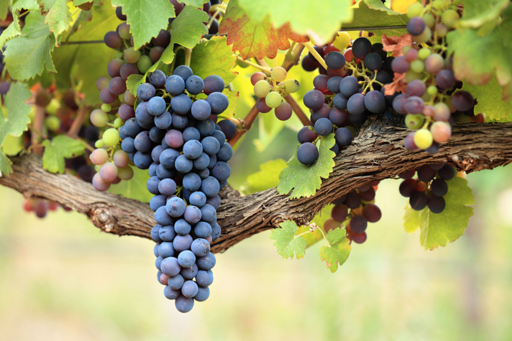 Table Grapes – Crops and Soils