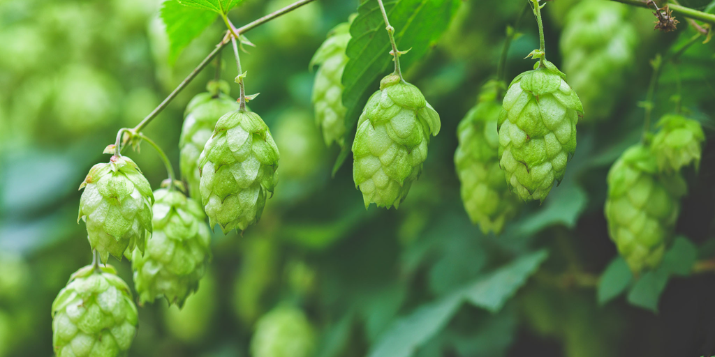 Hops – Crops and Soils