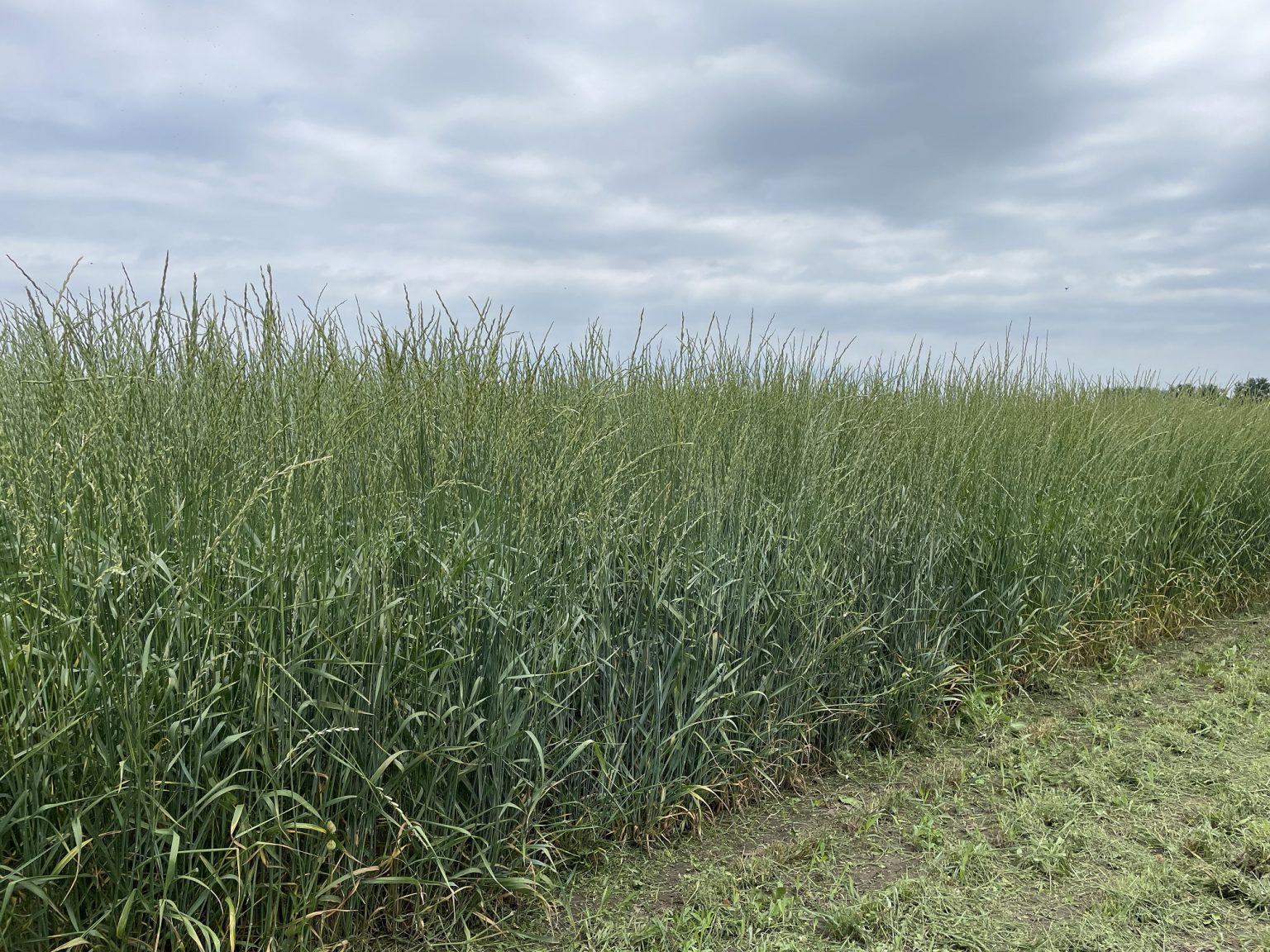 Kernza – Crops and Soils