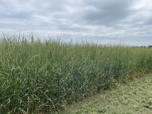 Kernza – Crops and Soils