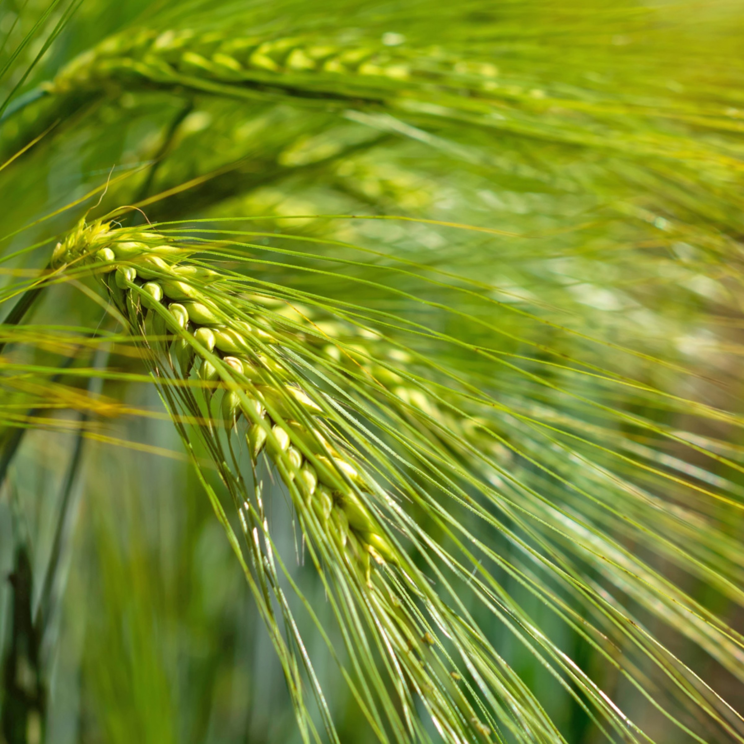 Malting Barley – Crops and Soils