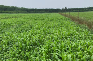 Understanding NDF Digestibility of Forages – Crops and Soils