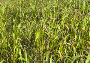 Growing Double Crop Forage after Small Grains – Crops and Soils