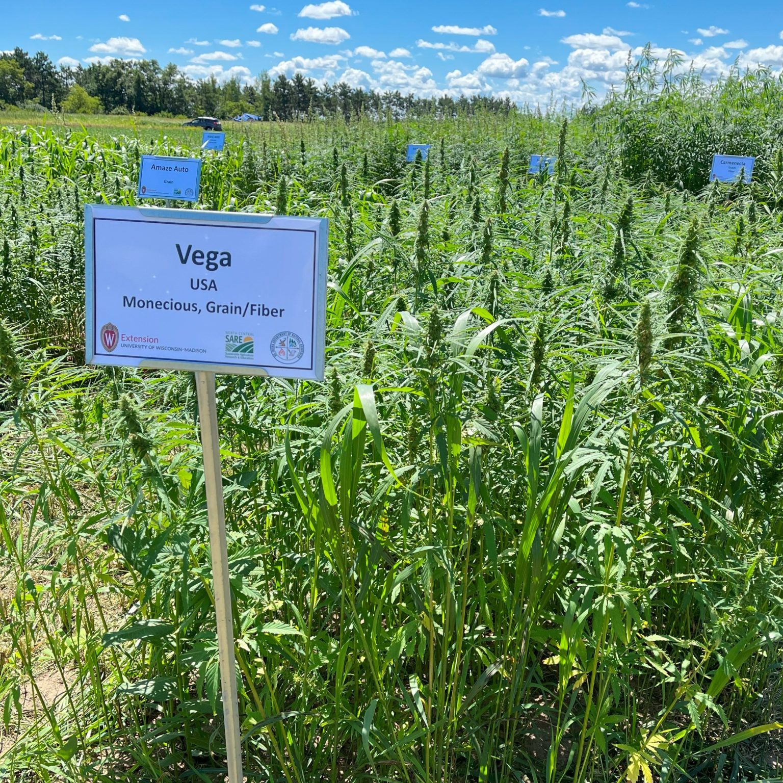 Hemp – Crops and Soils