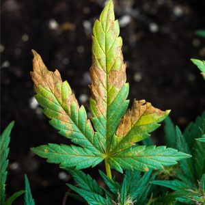 Hemp – Crops and Soils