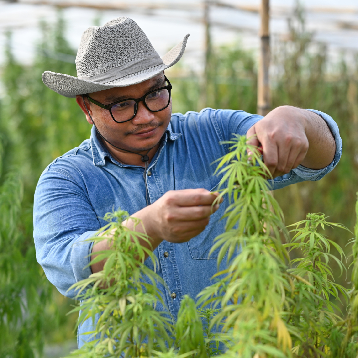 Hemp – Crops and Soils