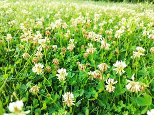 White clover for Wisconsin pastures – Crops and Soils
