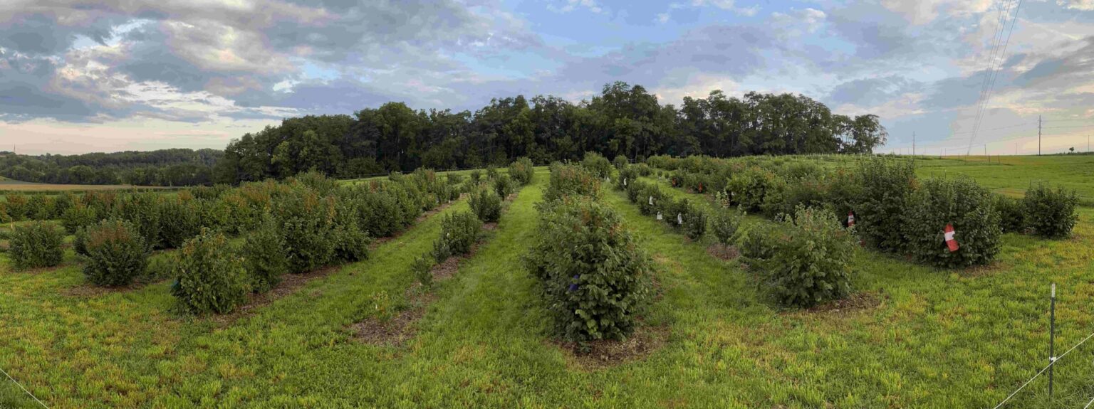 Hazelnuts – Crops and Soils