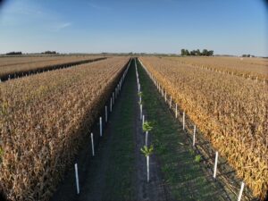 Field Notes Episode 13: Agroforestry – Crops and Soils
