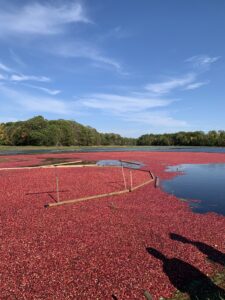 Field Notes Episode 14: Cranberry Production – Crops and Soils