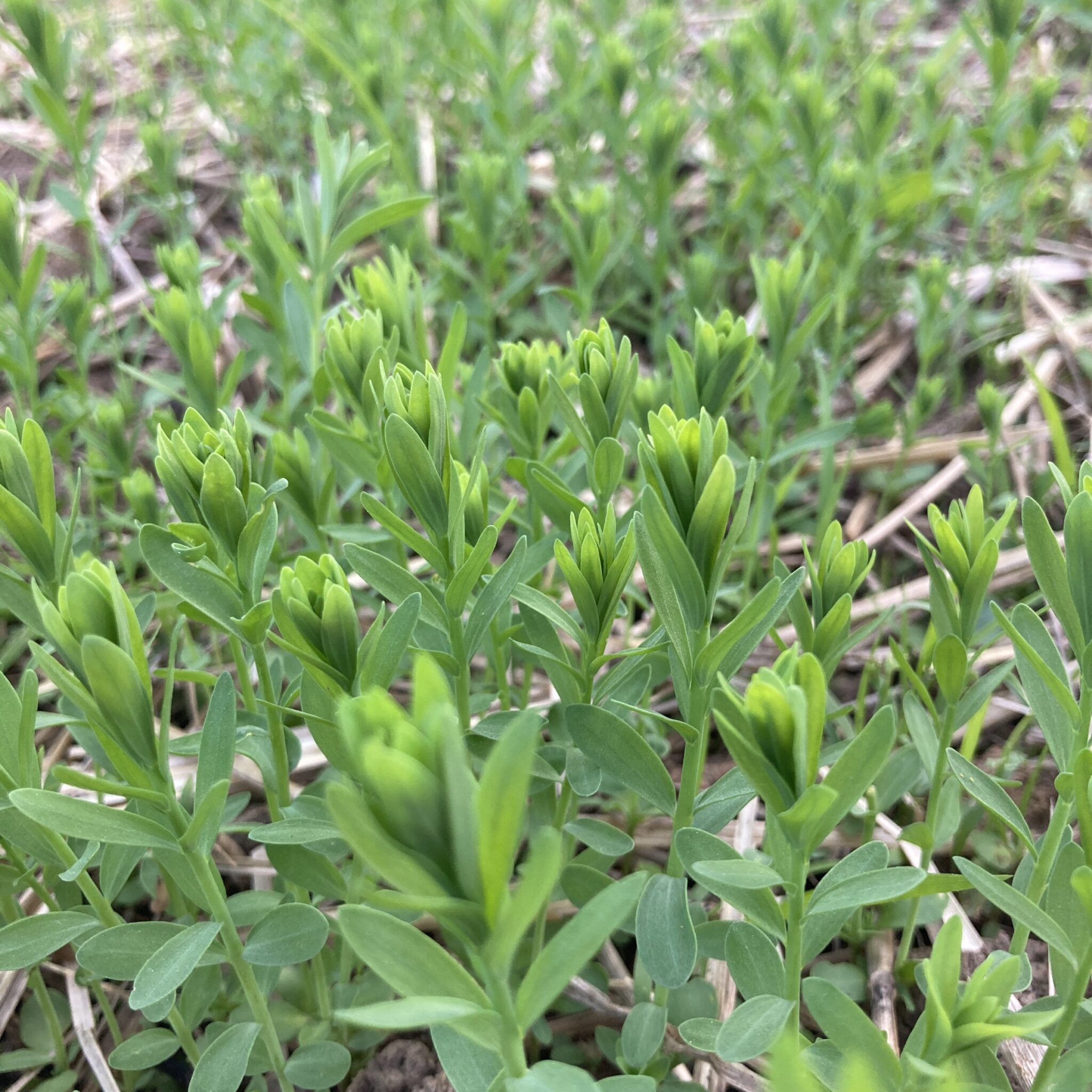 Flax – Crops and Soils