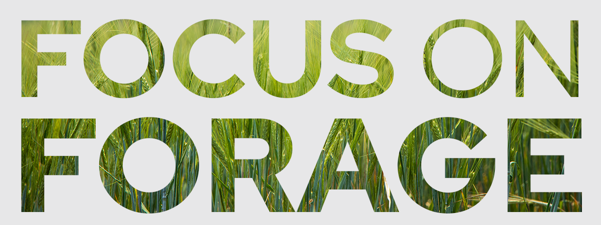 Focus on Forage – Crops and Soils